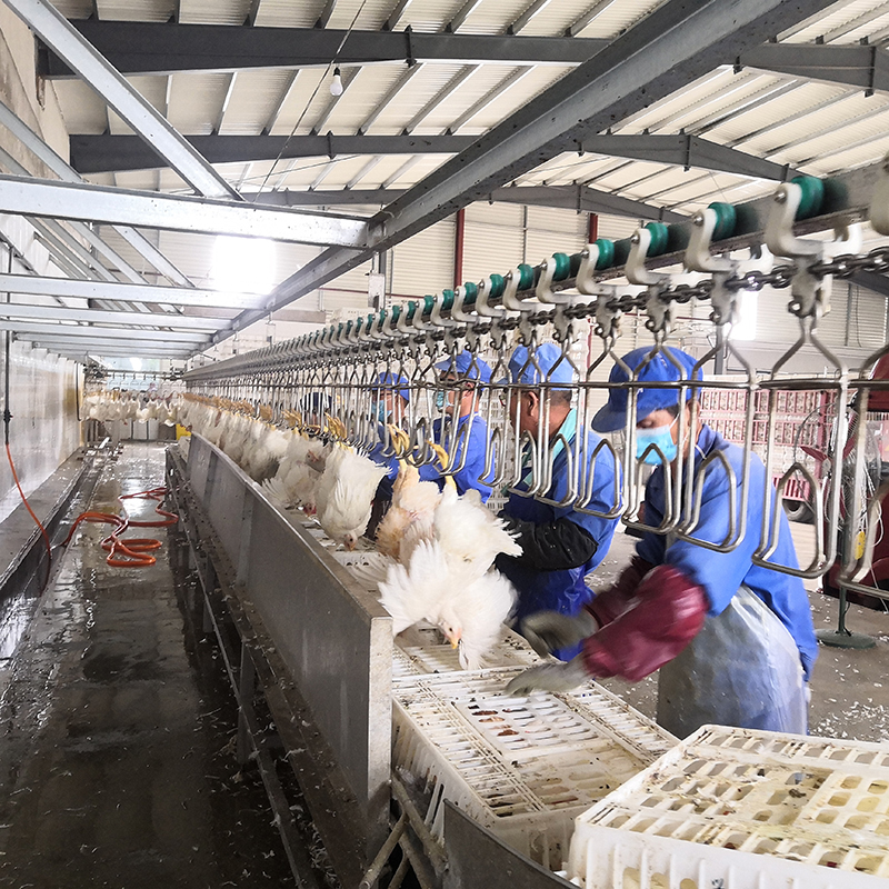 Poultry Processing & Packaging Solutions